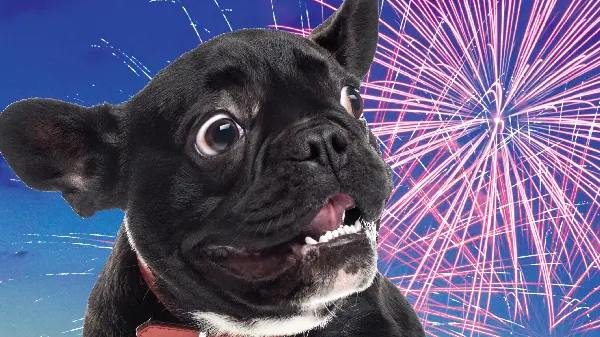 Lib Dem Proposal to Mitigate Impact of Fireworks Successful - Milton ...